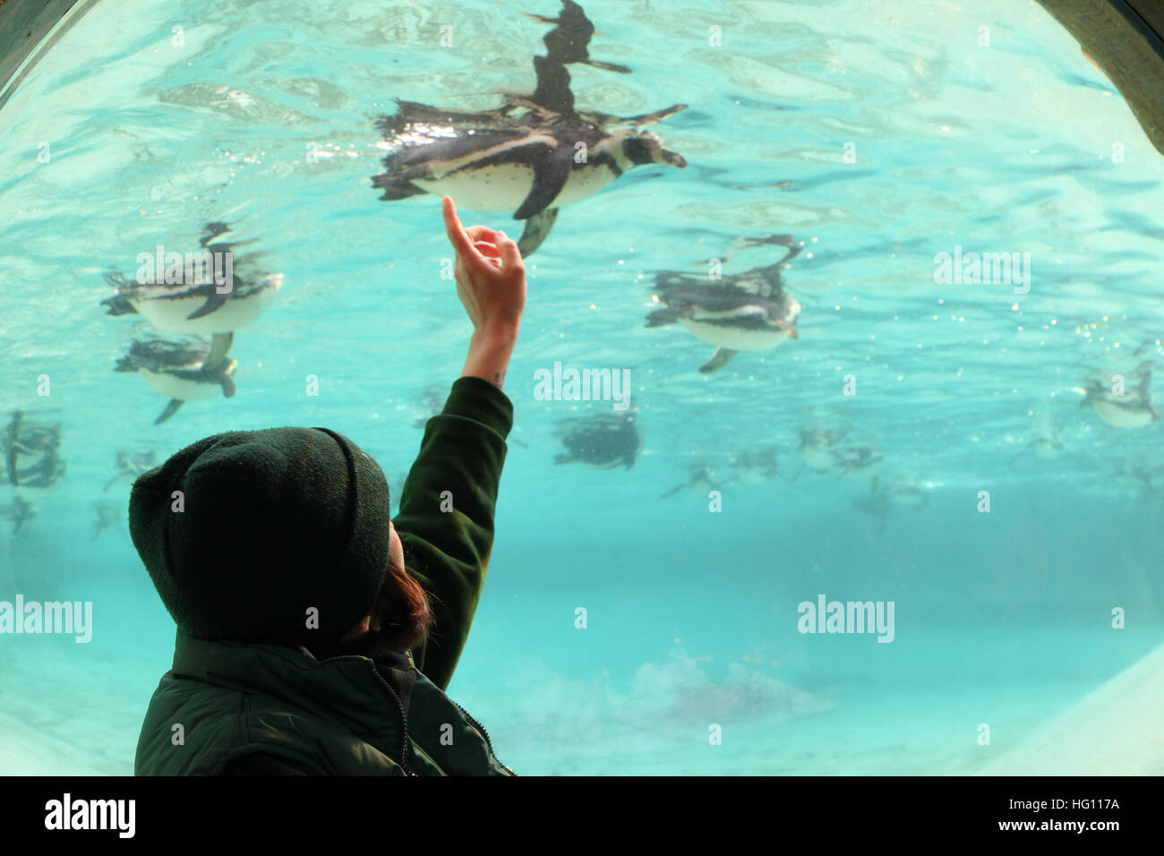 London Zoo, UK. 3rd Jan, 2017. Zookeeper Suzi Hyde counts the Penguins ...