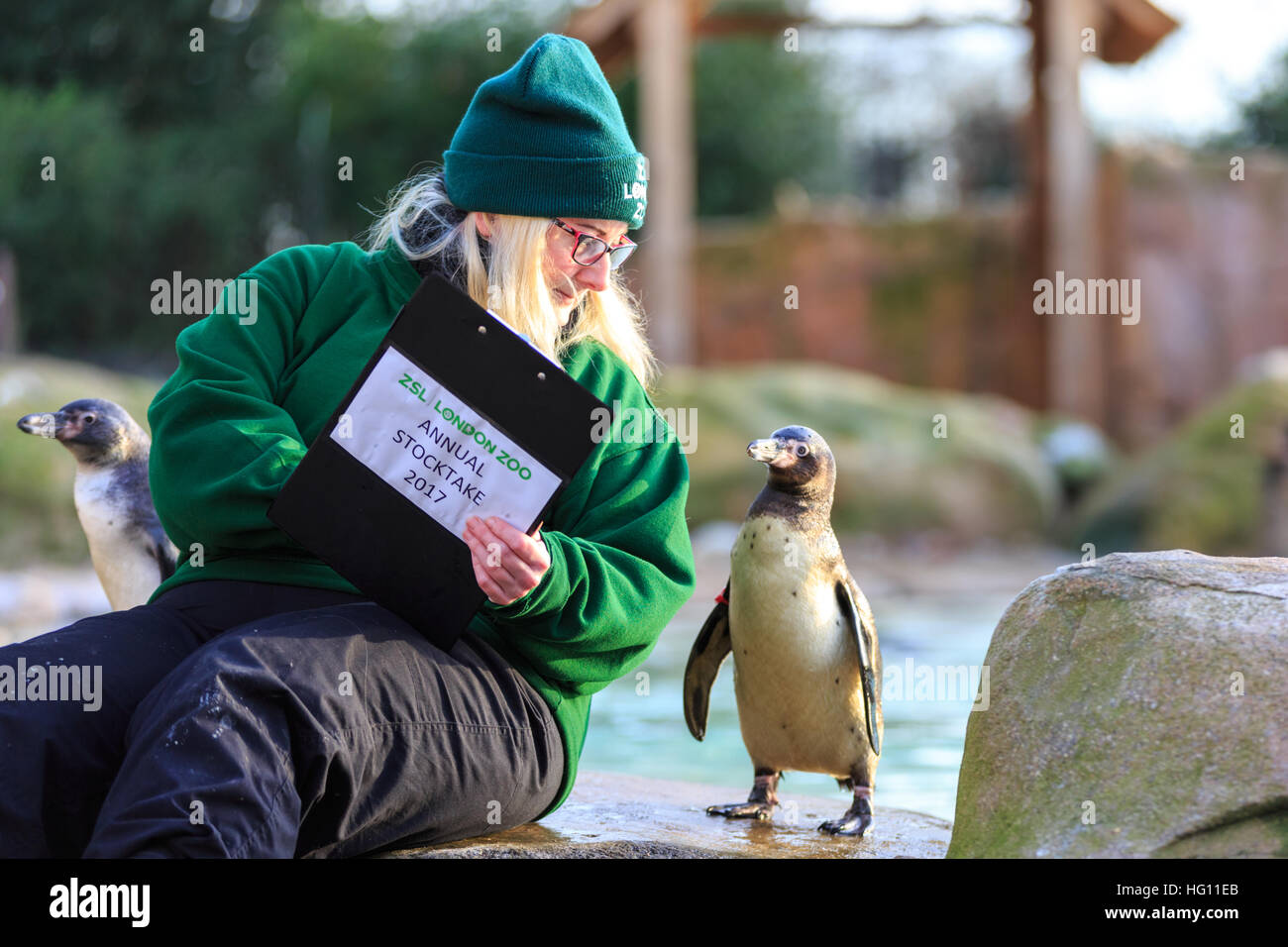London, UK. 3rd Jan, 2017. Keeper Suzi Hyde checks and counts the ...