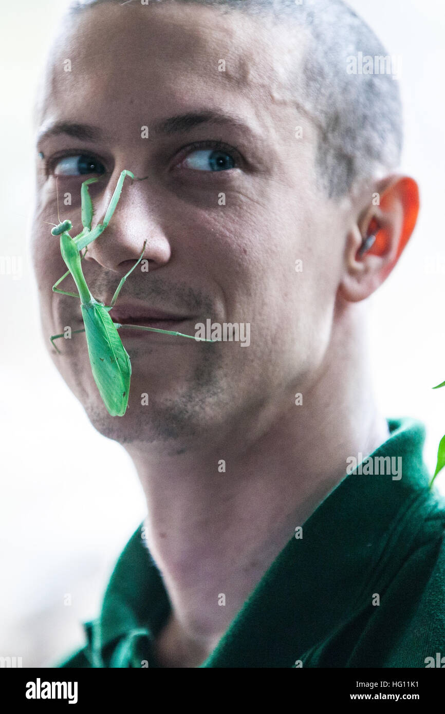 London, UK. 3rd January, 2017. A praying mantis climbs on the face of ...