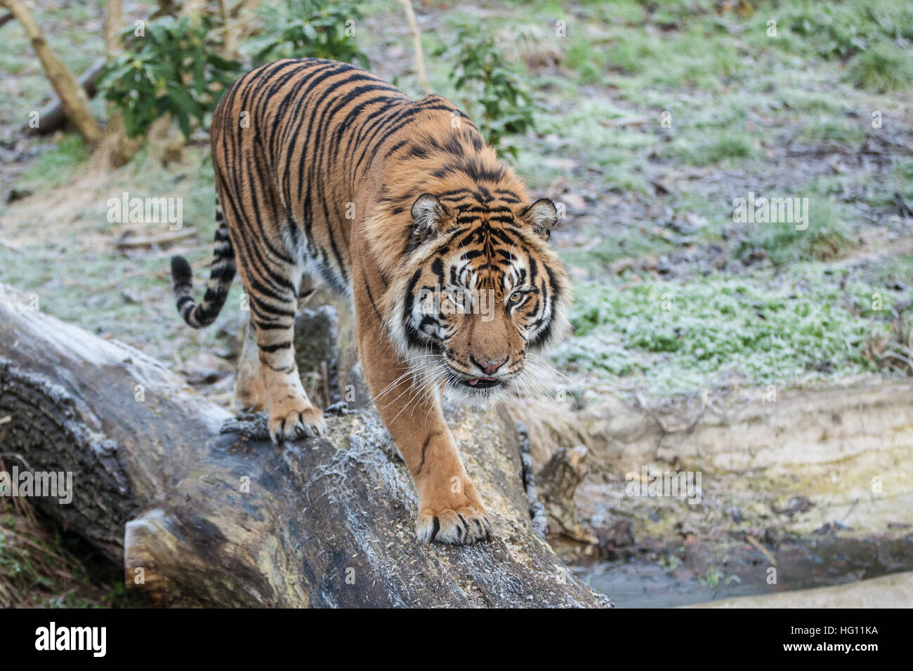 Sumatran breeding tiger hi-res stock photography and images - Alamy
