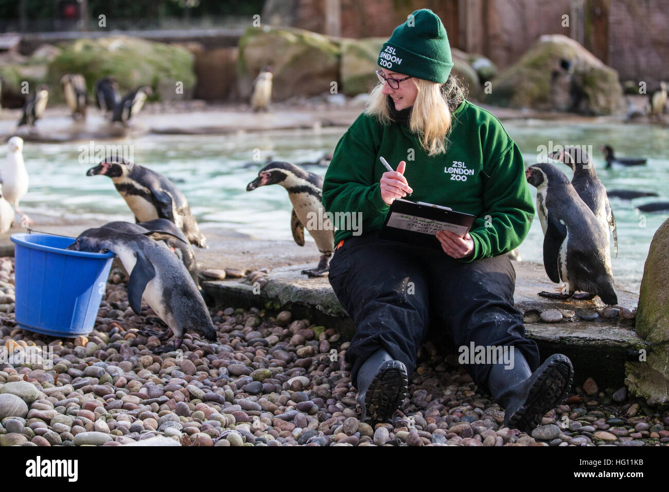 London, UK. 3rd January, 2017. Keeper Suzi Hyde feeds Humboldt penguins ...