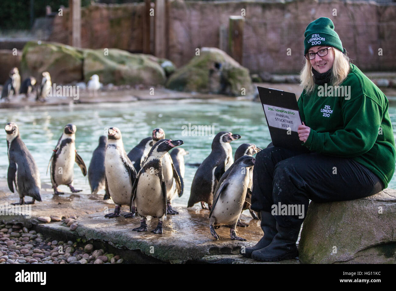 London, UK. 3rd January, 2017. Keeper Suzi Hyde feeds Humboldt penguins ...