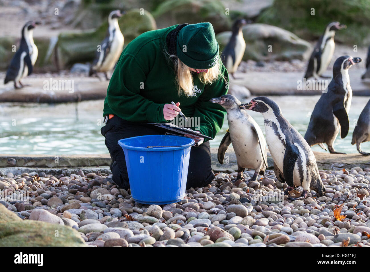 Zoo keeper feeding penguin hi-res stock photography and images - Alamy