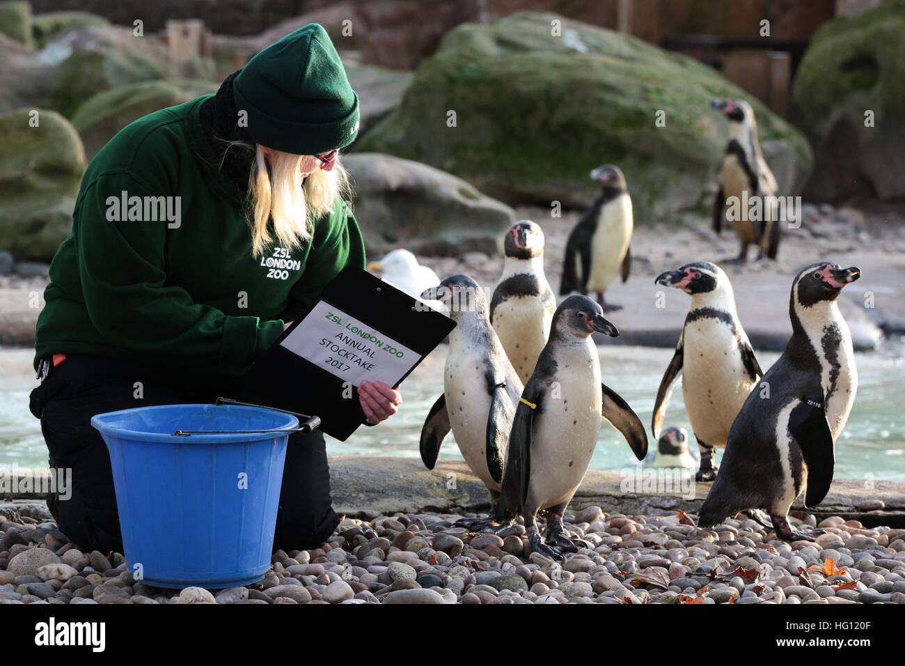 London, UK. 3rd Jan, 2017. Zookeeper Suzi Hyde counts the Penguins ...