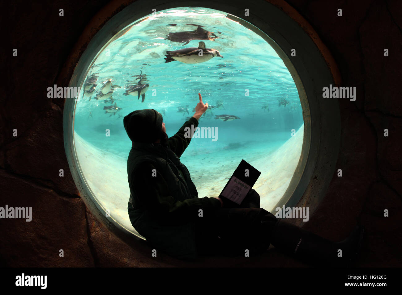 London, UK. 3rd Jan, 2017. Zookeeper Suzi Hyde counts the Penguins ...