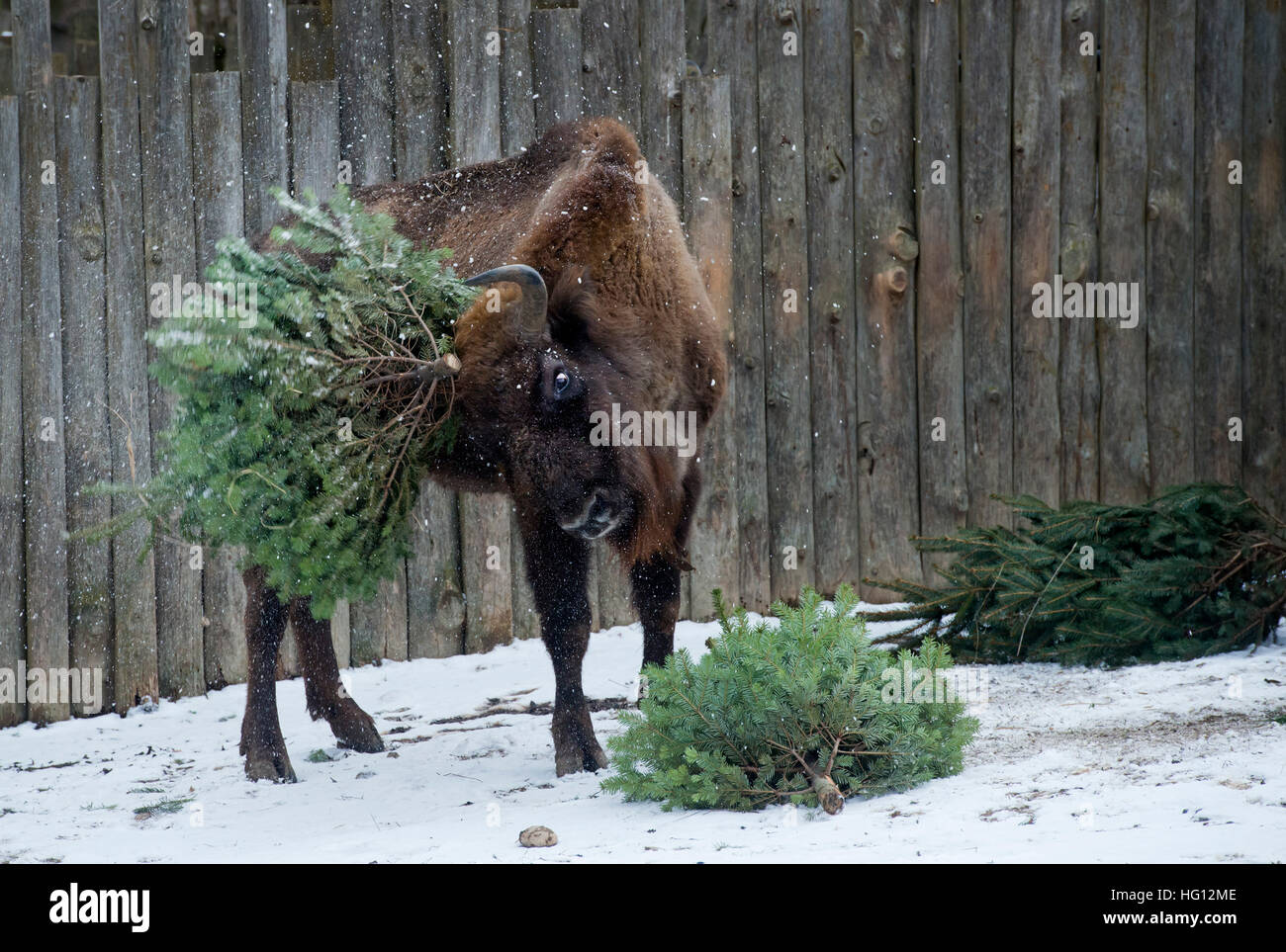 Prague, Czech Republic. 3rd Jan, 2017. European bisons got Christmas ...