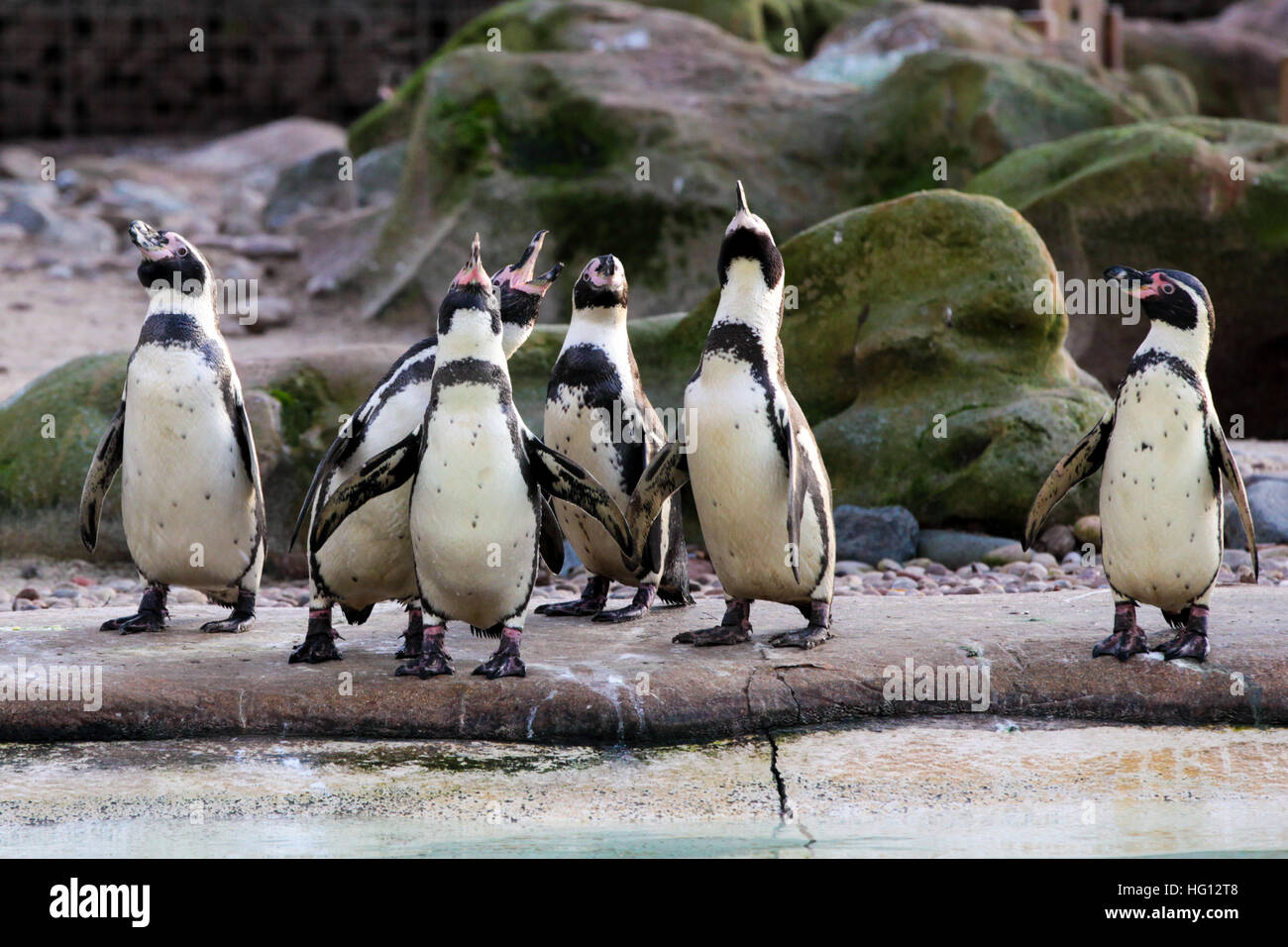 London, UK. 3rd Jan, 2017. Zookeeper Suzi Hyde counts the Penguins ...