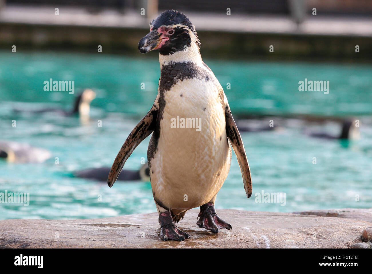 London, UK. 3rd Jan, 2017. Zookeeper Suzi Hyde counts the Penguins ...