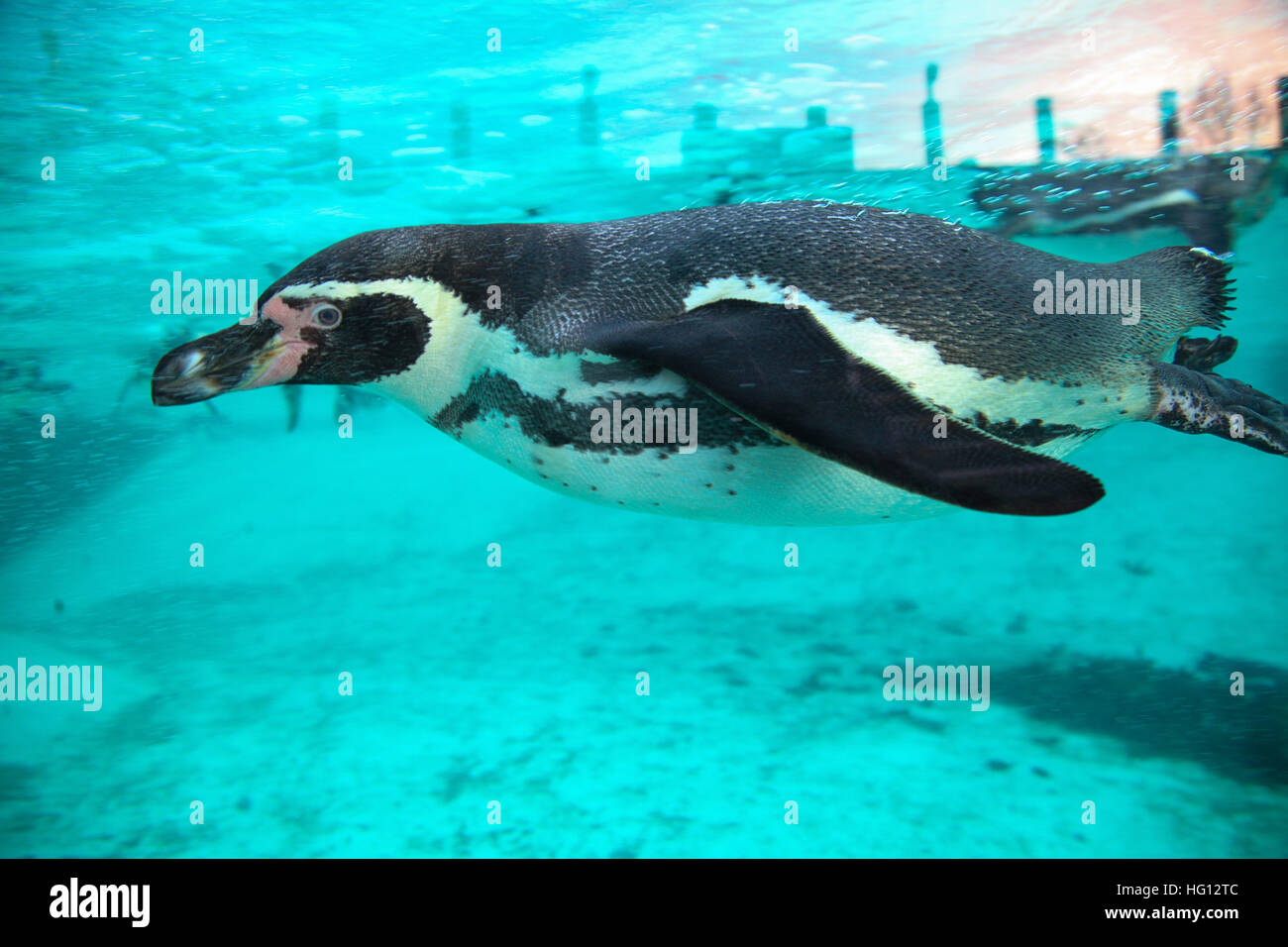 London, UK. 3rd Jan, 2017. Zookeeper Suzi Hyde counts the Penguins ...