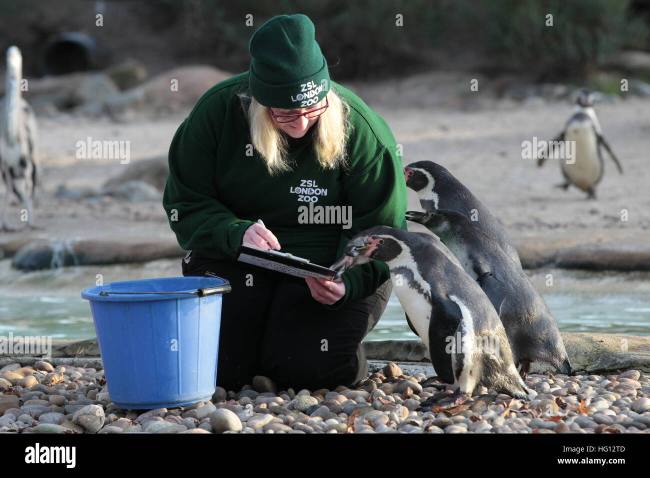 London, UK. 3rd Jan, 2017. Zookeeper Suzi Hyde counts the Penguins ...