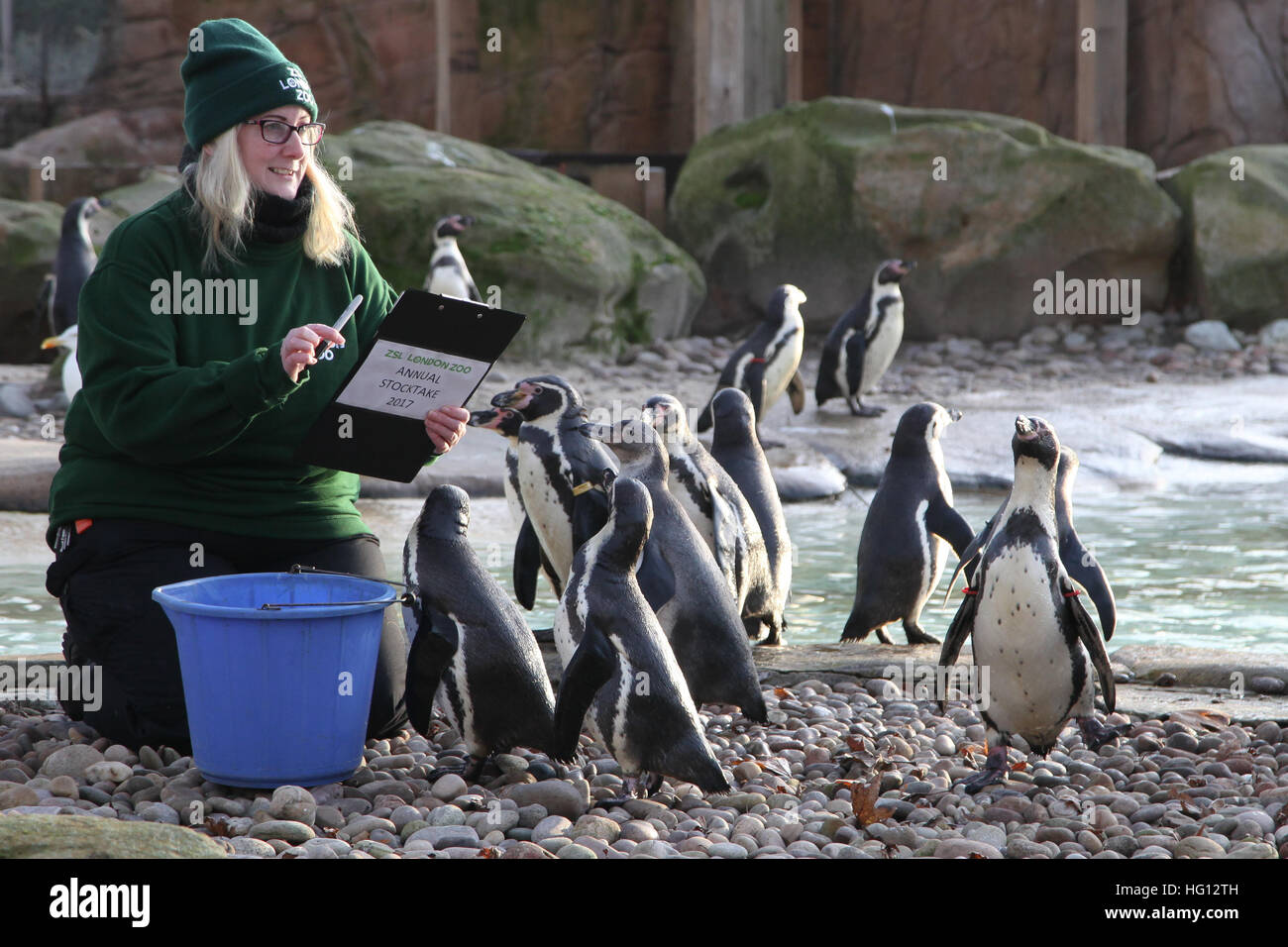 London, UK. 3rd Jan, 2017. Zookeeper Suzi Hyde counts the Penguins ...