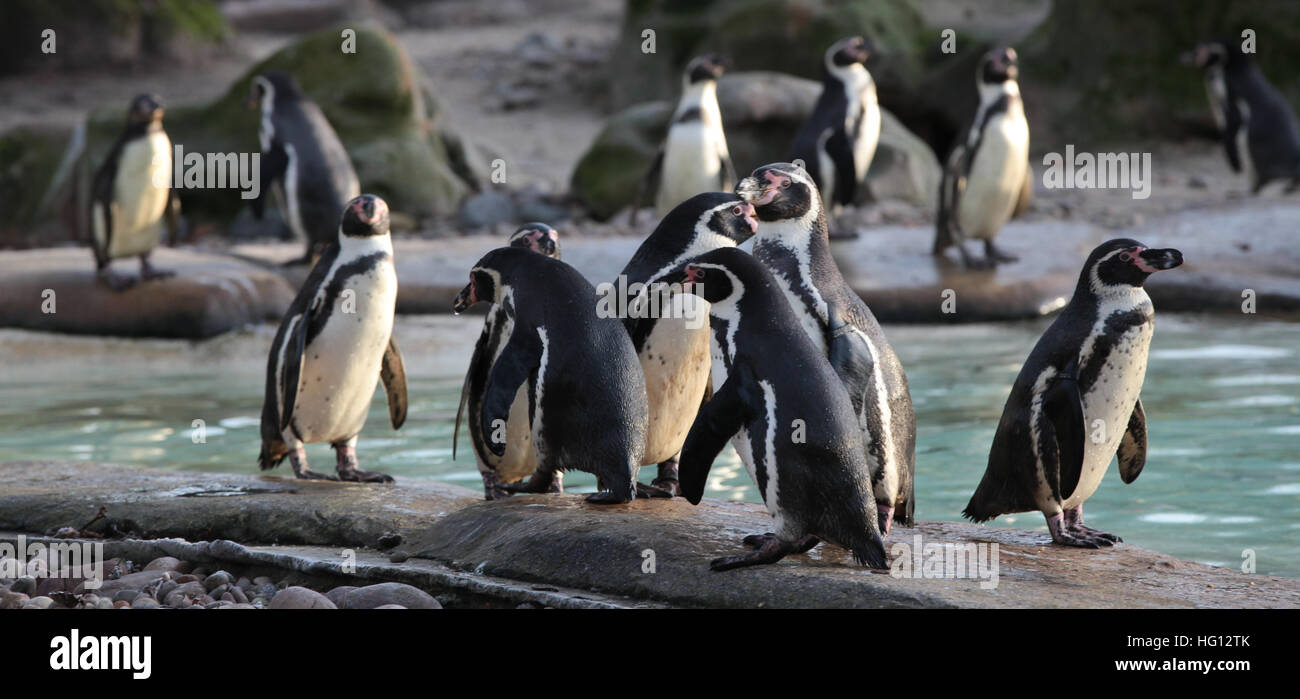 London, UK. 3rd Jan, 2017. Zookeeper Suzi Hyde counts the Penguins ...