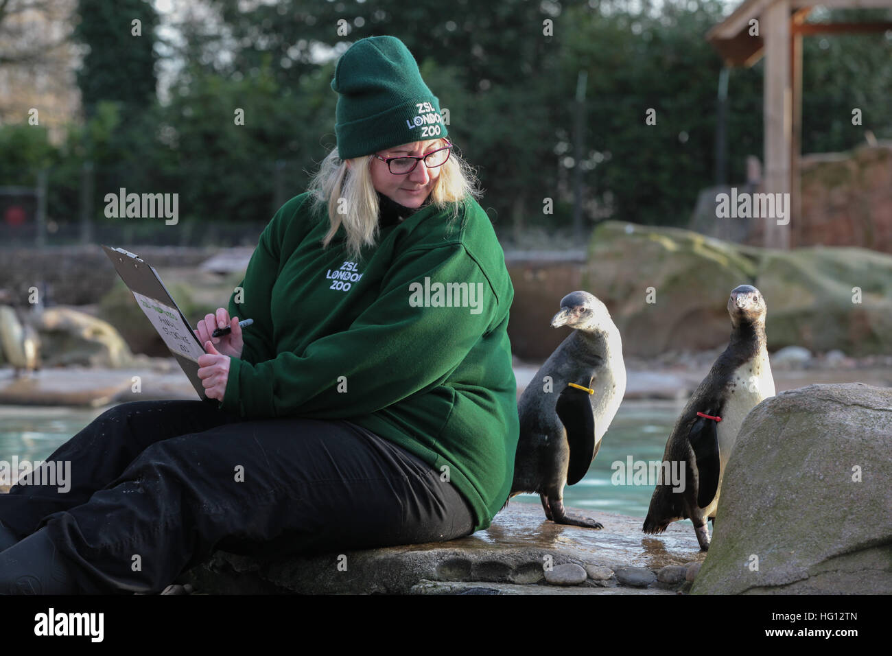 London, UK. 3rd Jan, 2017. Zookeeper Suzi Hyde counts the Penguins ...