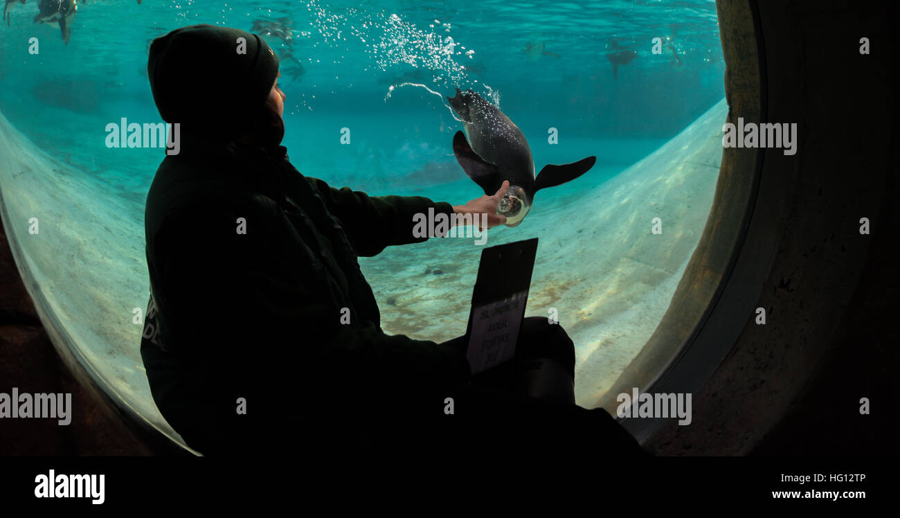London, UK. 3rd Jan, 2017. Zookeeper Suzi Hyde counts the Penguins ...