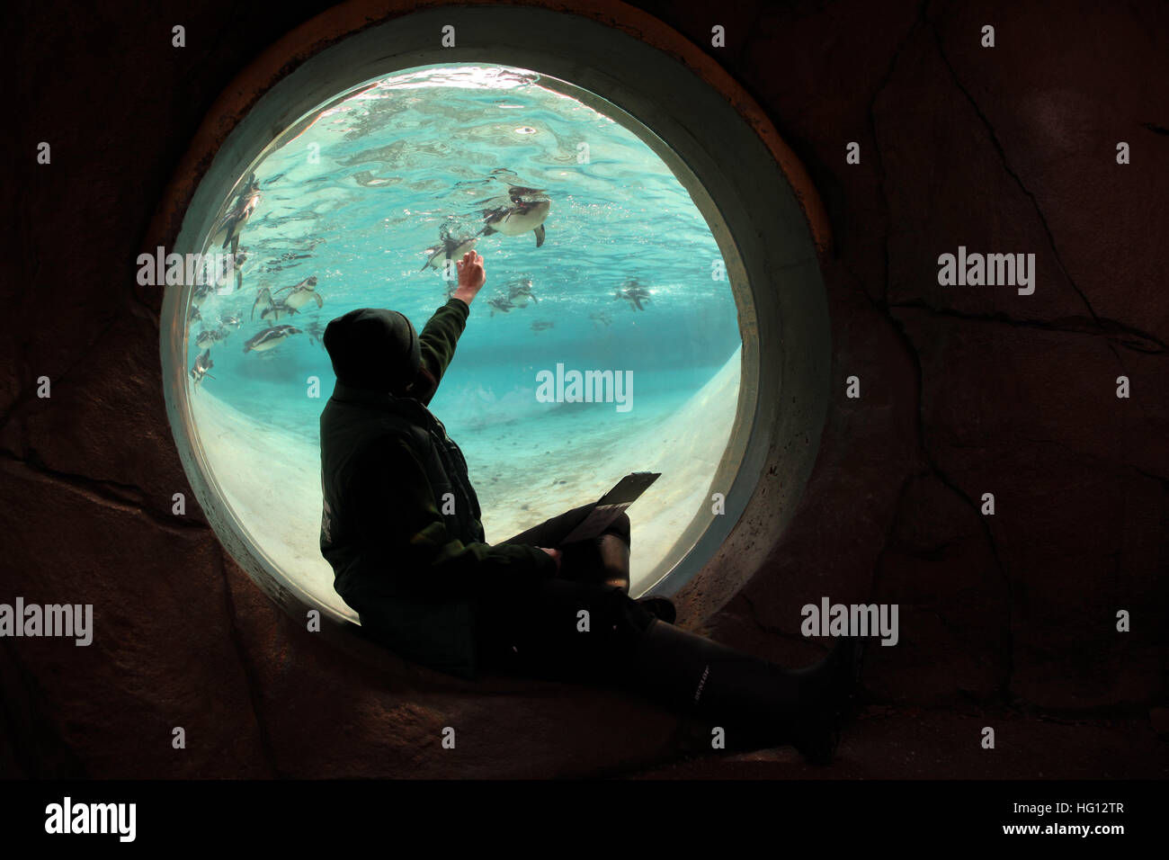 London, UK. 3rd Jan, 2017. Zookeeper Suzi Hyde counts the Penguins ...