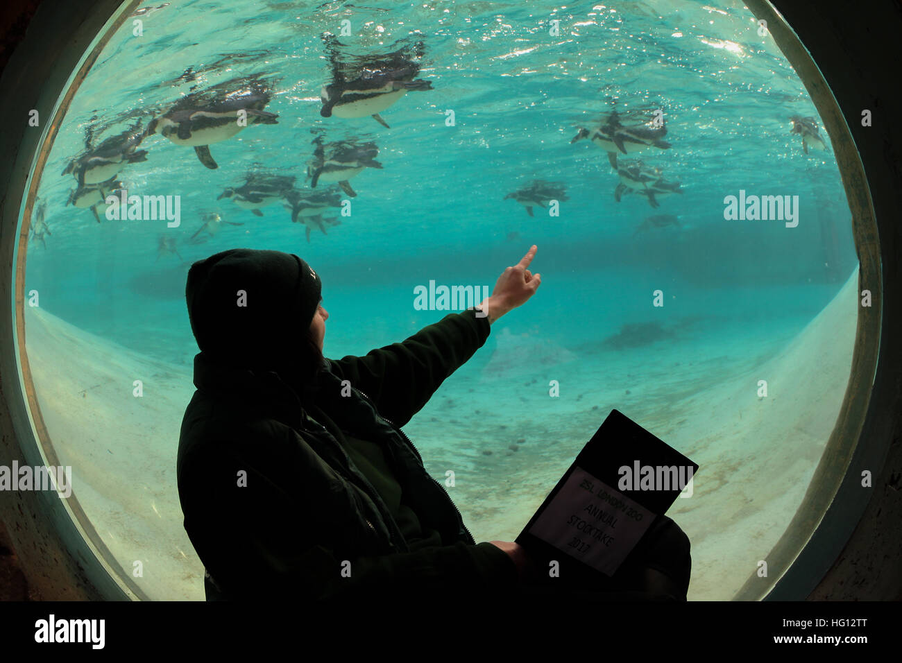 London, UK. 3rd Jan, 2017. Zookeeper Suzi Hyde counts the Penguins ...