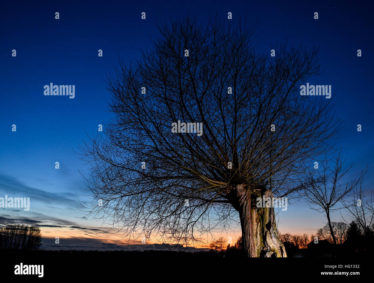 Bleyen, Germany. 02nd Jan, 2017. An old, gnarled willow tree in the ...