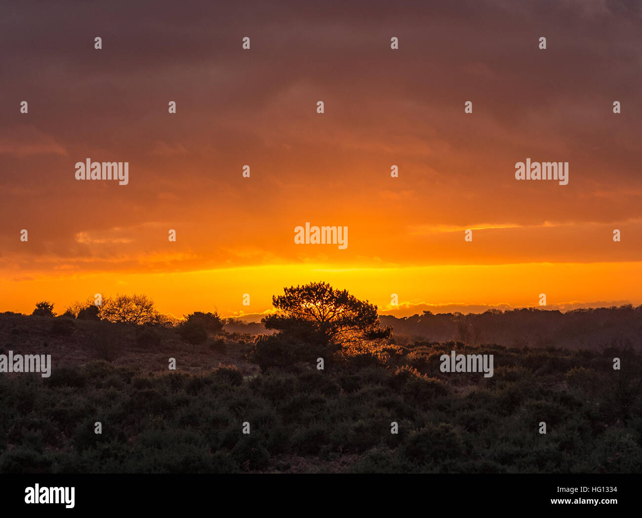 Setting sun and tree hi-res stock photography and images - Alamy