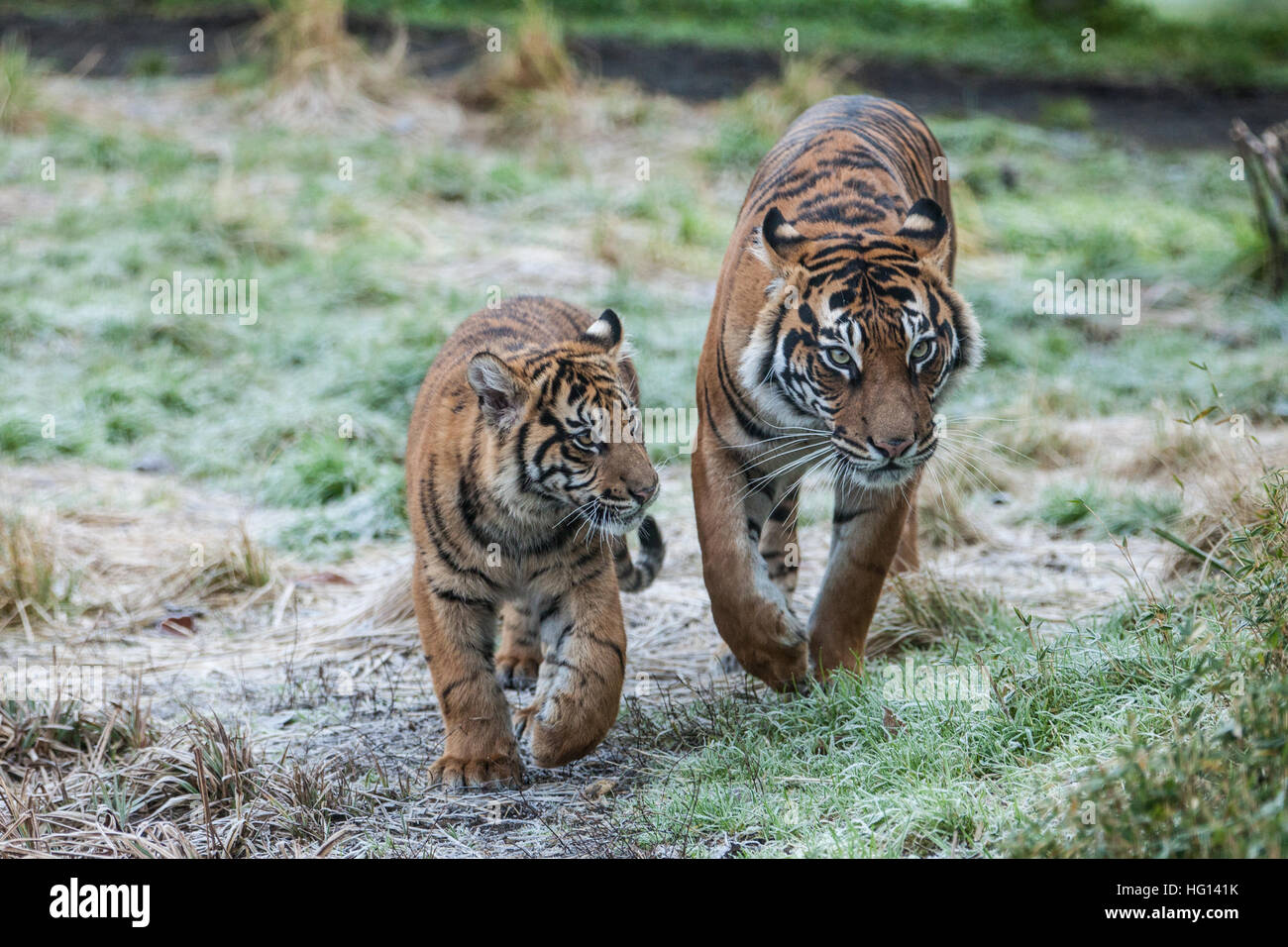 Female zoo keeper tiger hi-res stock photography and images - Alamy