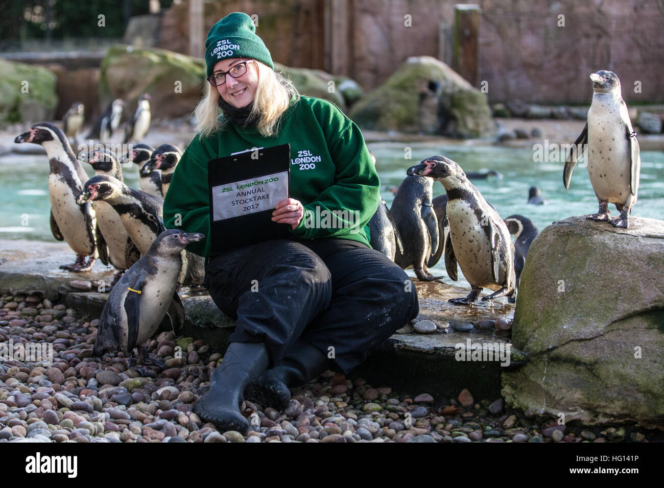 Zoo keeper feeding penguin hi-res stock photography and images - Alamy