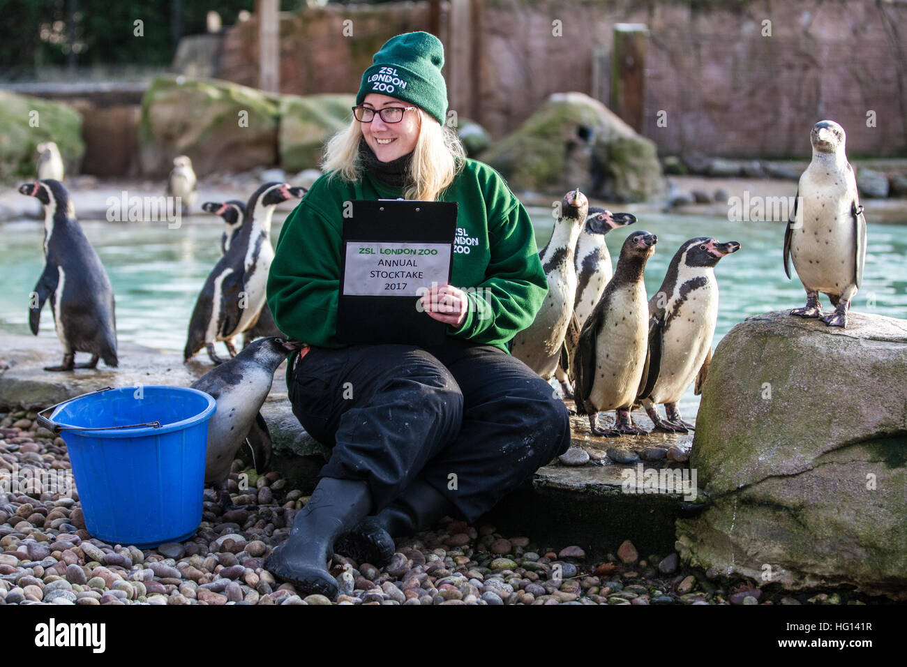 London, UK. 3rd January, 2017. Keeper Suzi Hyde feeds Humboldt penguins ...