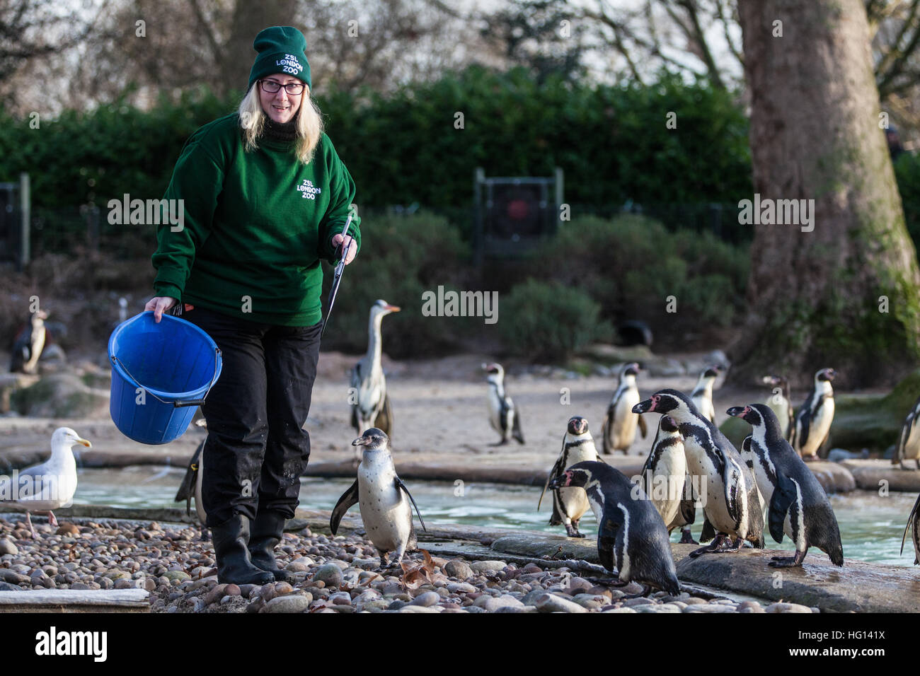 London, UK. 3rd January, 2017. Keeper Suzi Hyde feeds Humboldt penguins ...