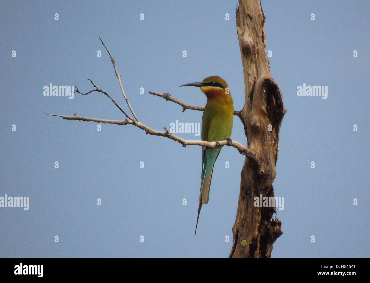 Bintan, Riau Islands, Indonesia. 4th Jan, 2017. BINTAN, INDONESIA - JANUARY 04 : The blue-tailed ...