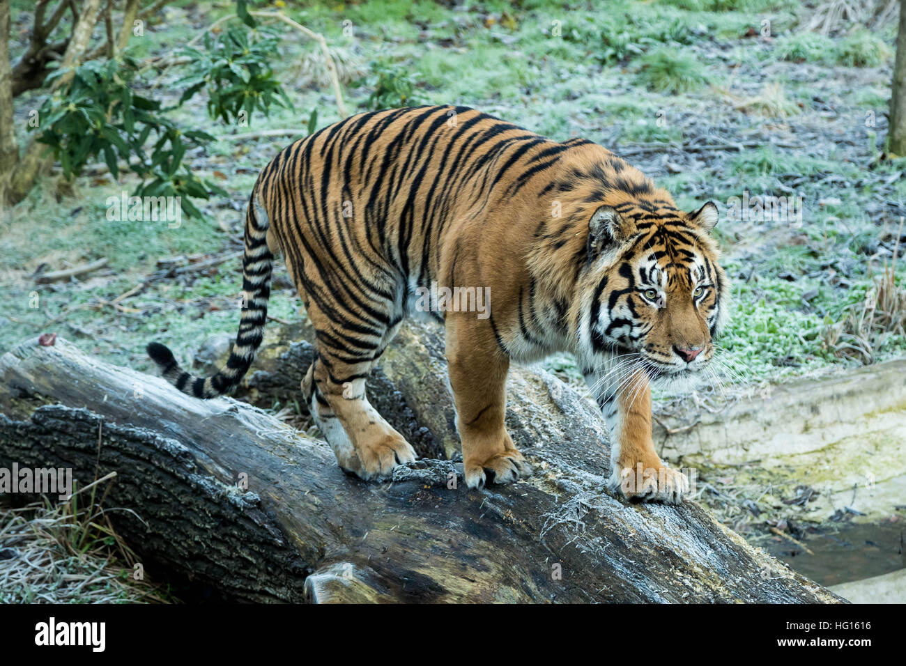 London Zoo Animals Stock Photos & London Zoo Animals Stock Images - Alamy