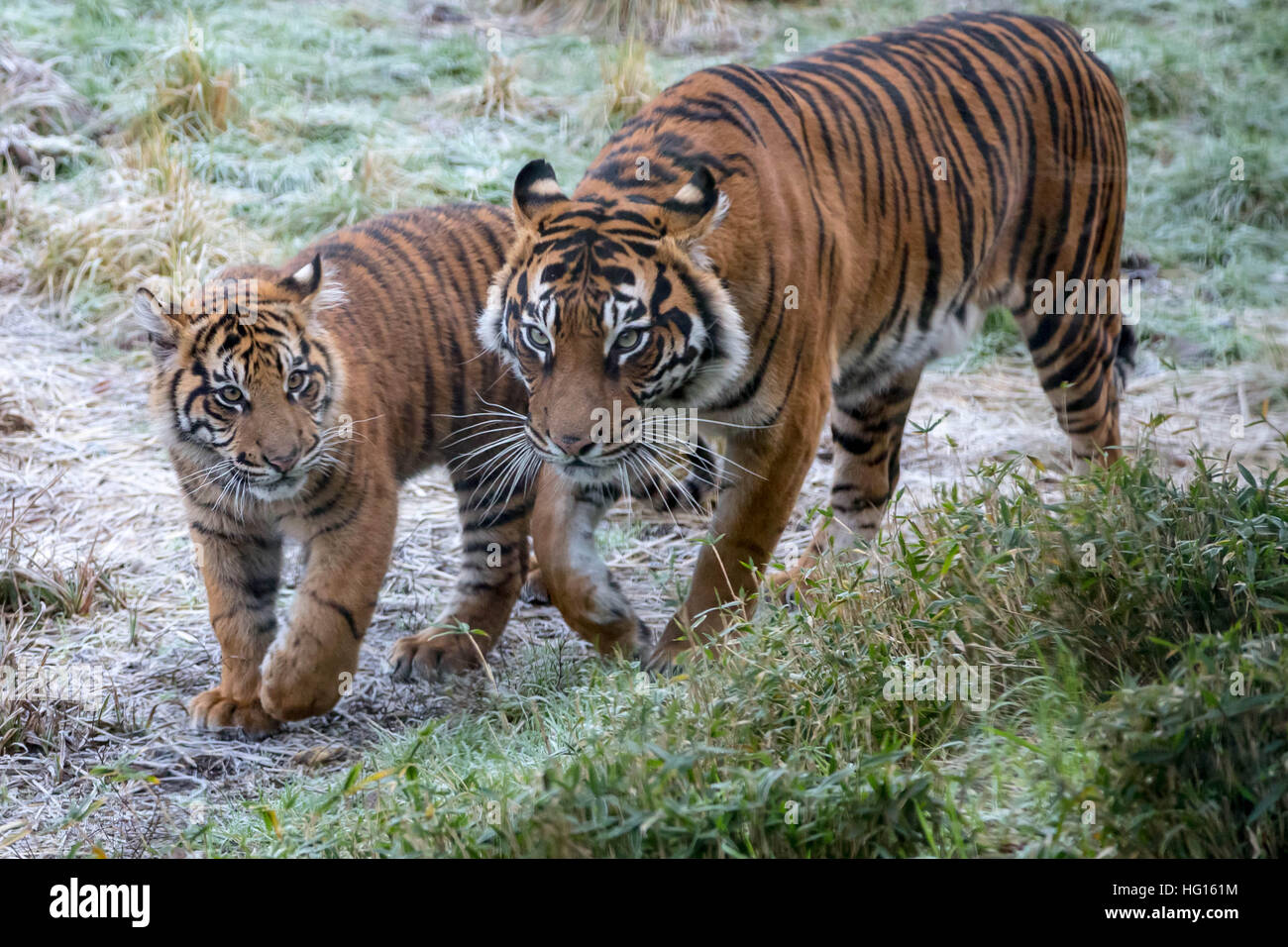 Sumatra breeding tiger hi-res stock photography and images - Alamy