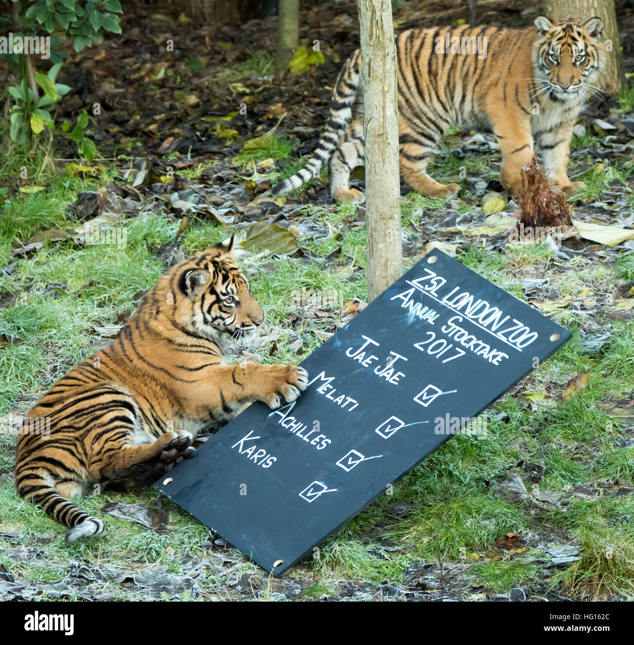 Sumatra breeding tiger hi-res stock photography and images - Alamy