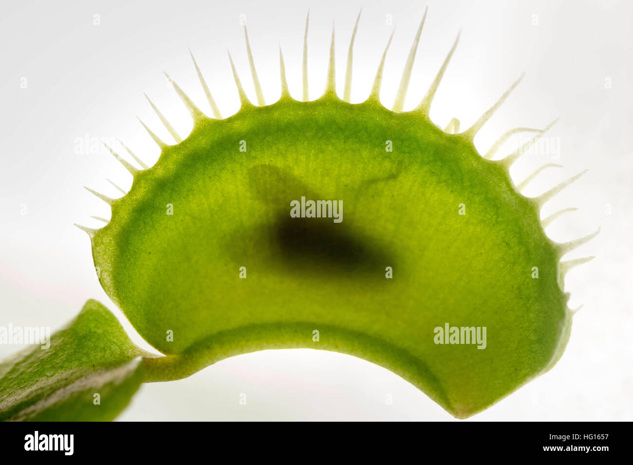 A common housefly trapped inside a Venus flytrap carnivorous plant ...