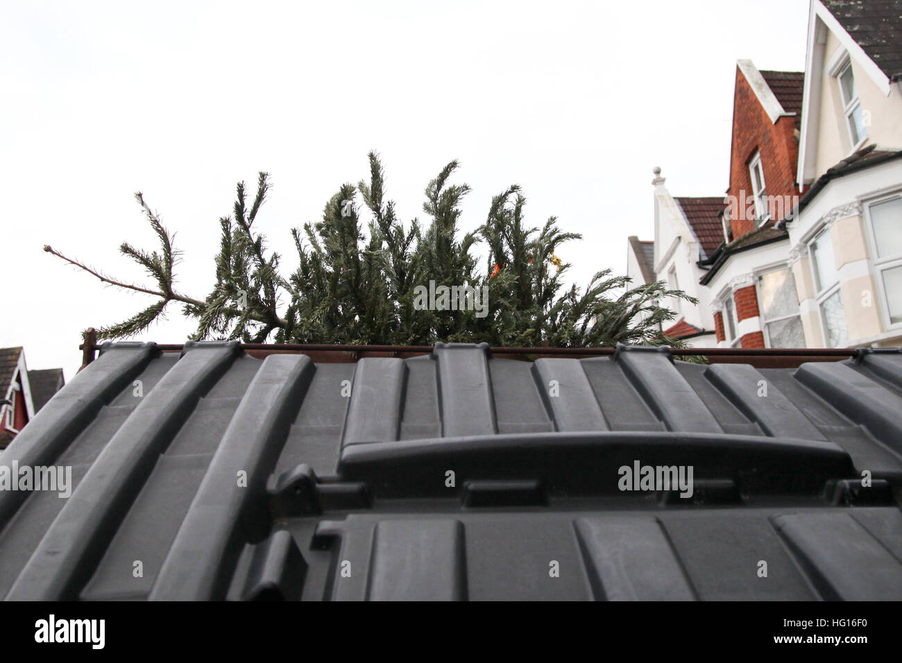 Christmas trees dumped on pavement hi-res stock photography and images ...
