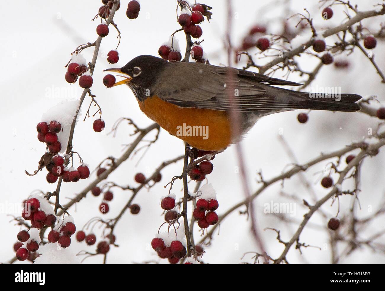 Sutherlin, Oregon, USA. 4th Jan, 2017. A robin eats fruit from a snowy ...