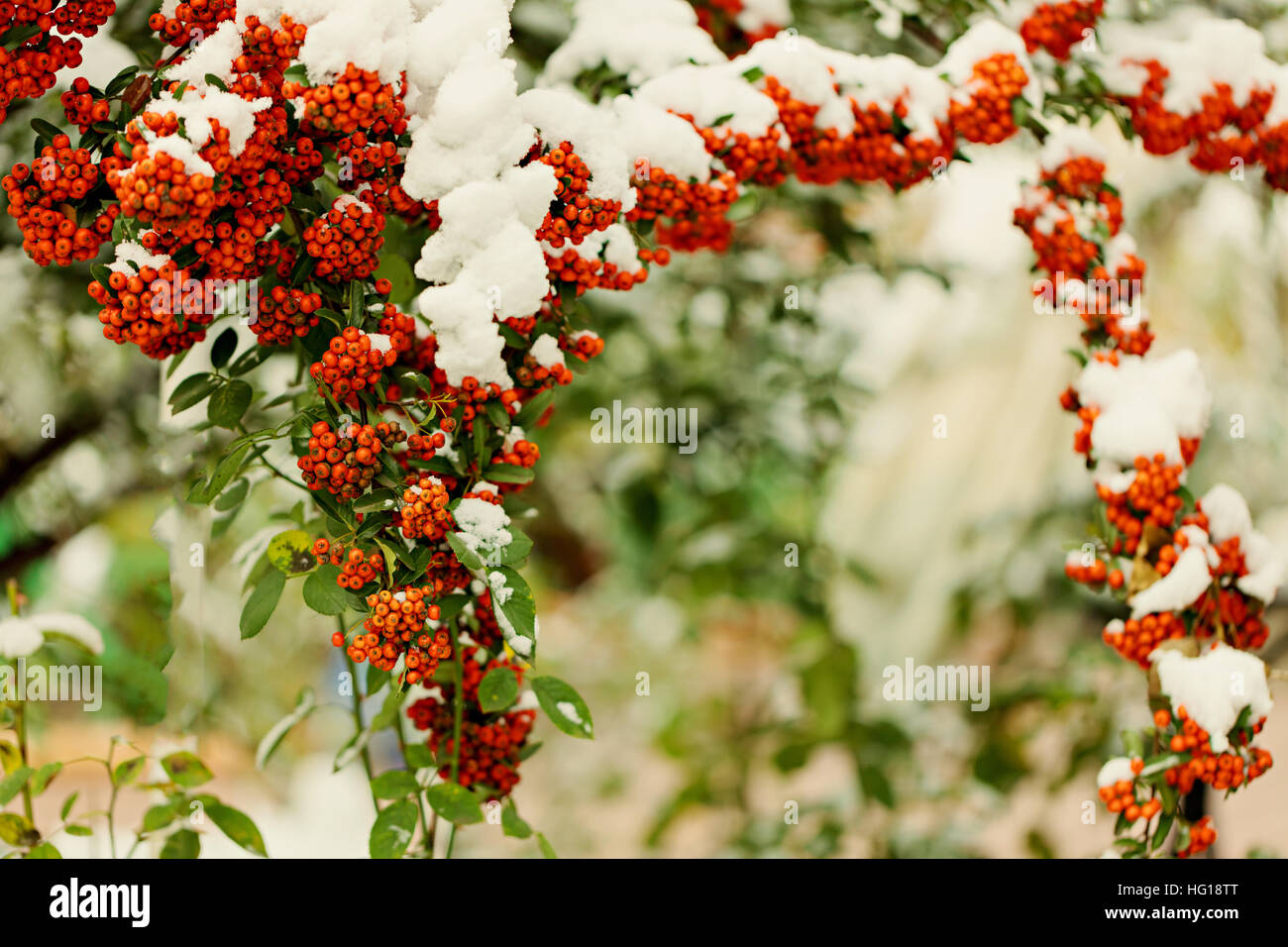 Orange fruit tree snow hi-res stock photography and images - Alamy