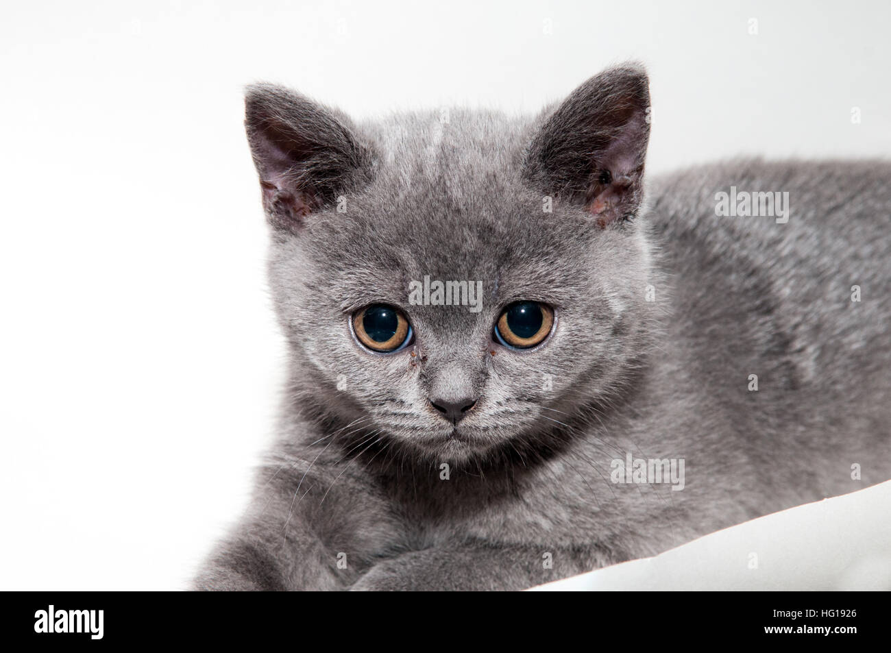 Cute playful kitten Stock Photo - Alamy