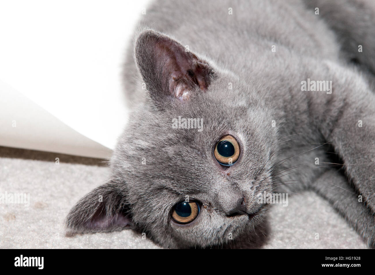Cute playful kitten Stock Photo - Alamy
