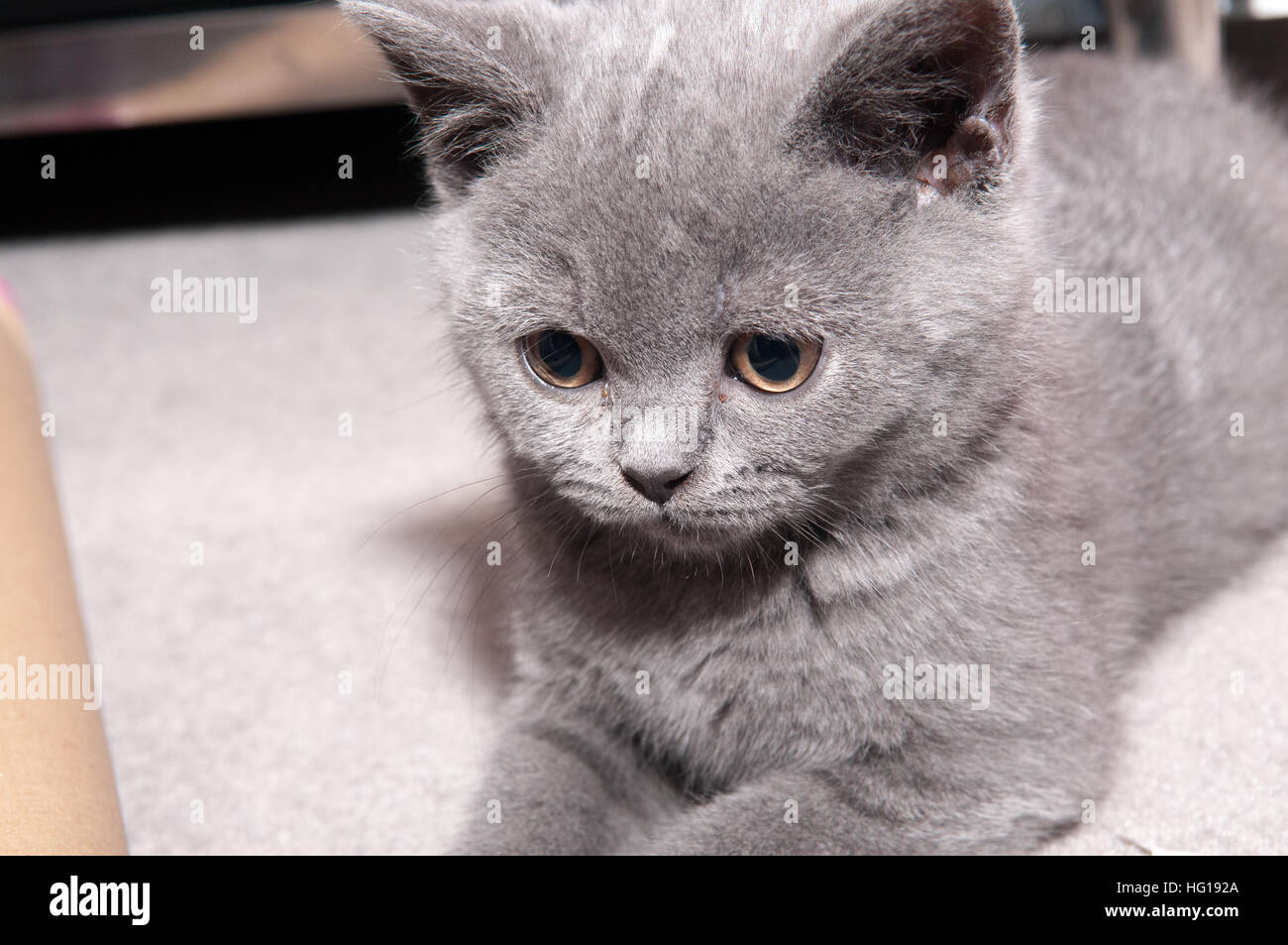Cute playful kitten Stock Photo - Alamy