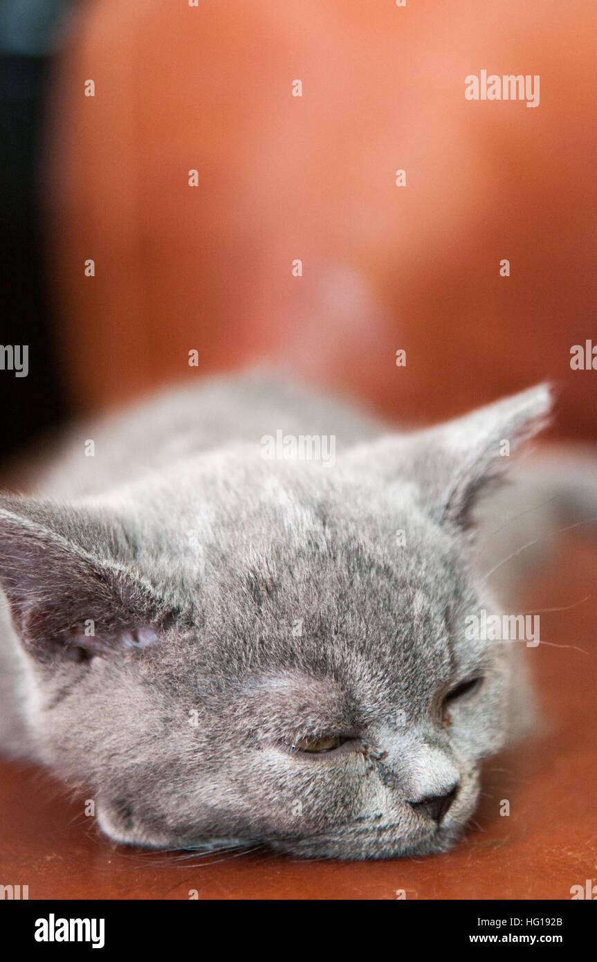 Cute sleeping kitten resting and relaxing, Feline animal Stock Photo ...