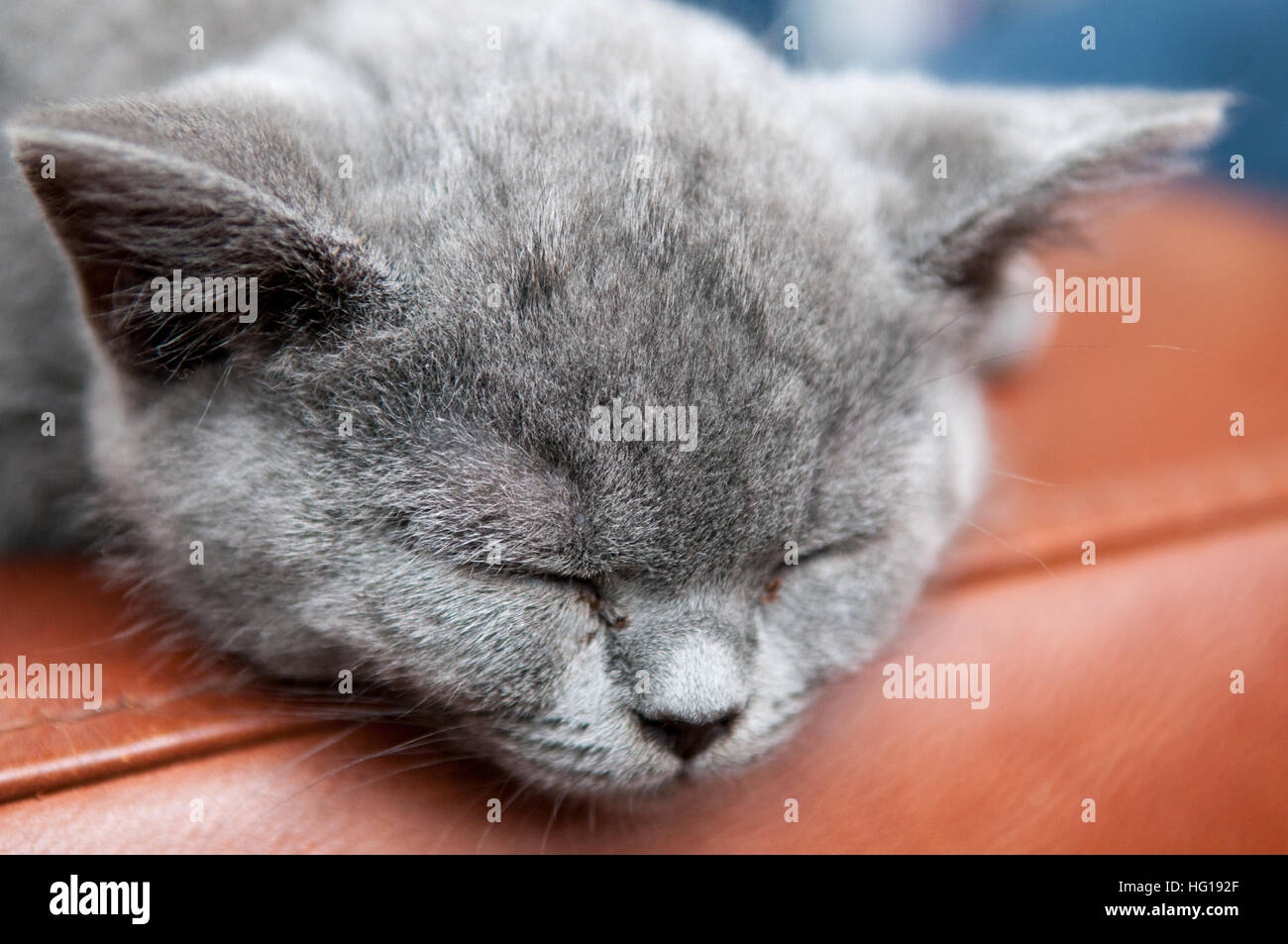 Cute sleeping kitten resting and relaxing, Feline animal Stock Photo ...