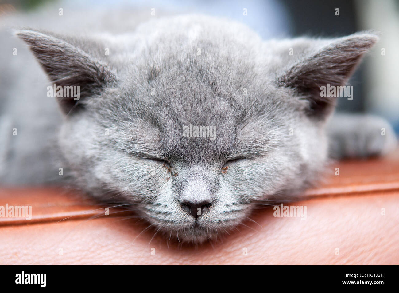 Cute sleeping kitten resting and relaxing, Feline animal Stock Photo ...