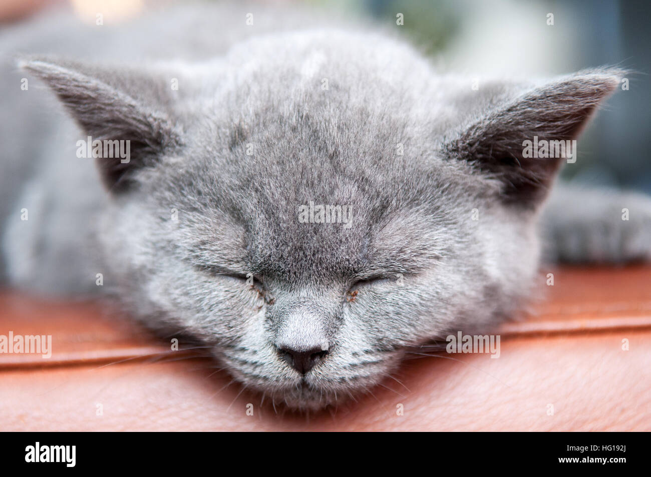 Cute sleeping kitten resting and relaxing, Feline animal Stock Photo ...