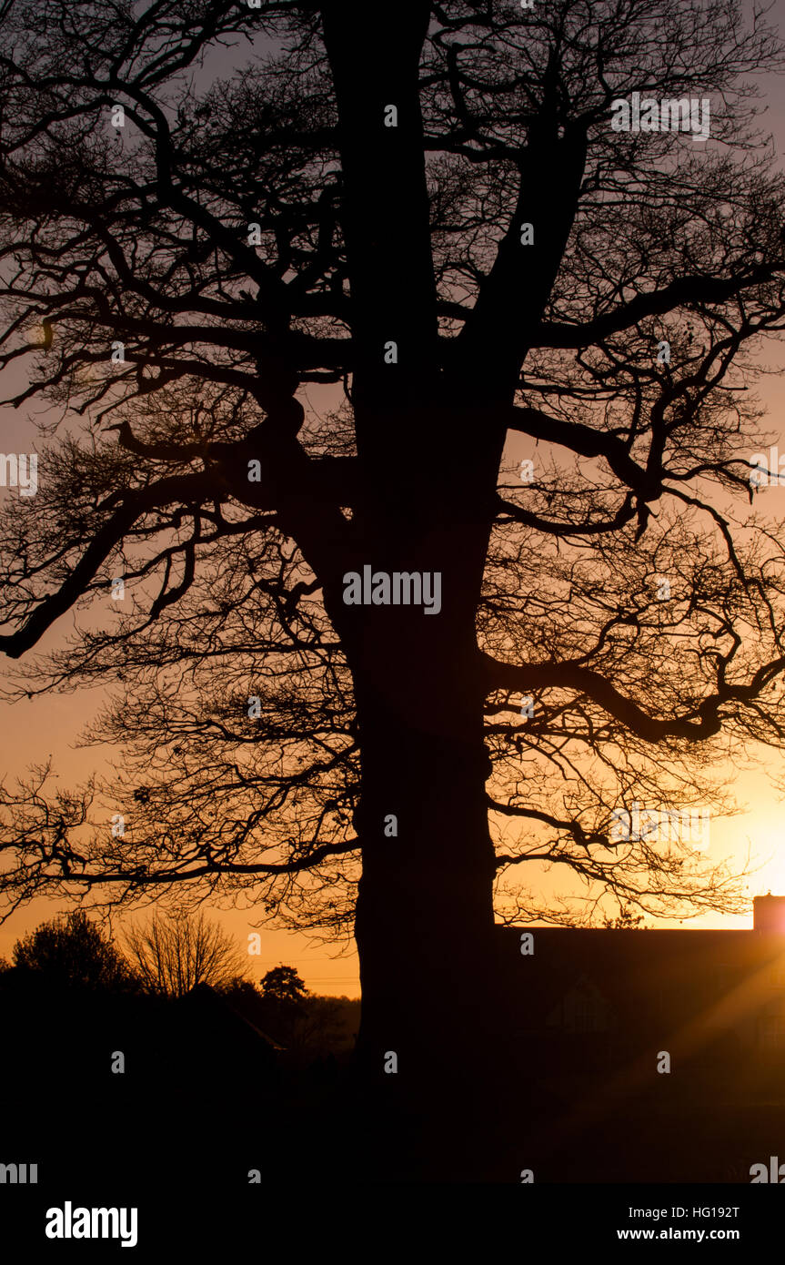 tree silhouette with sunset background Stock Photo - Alamy