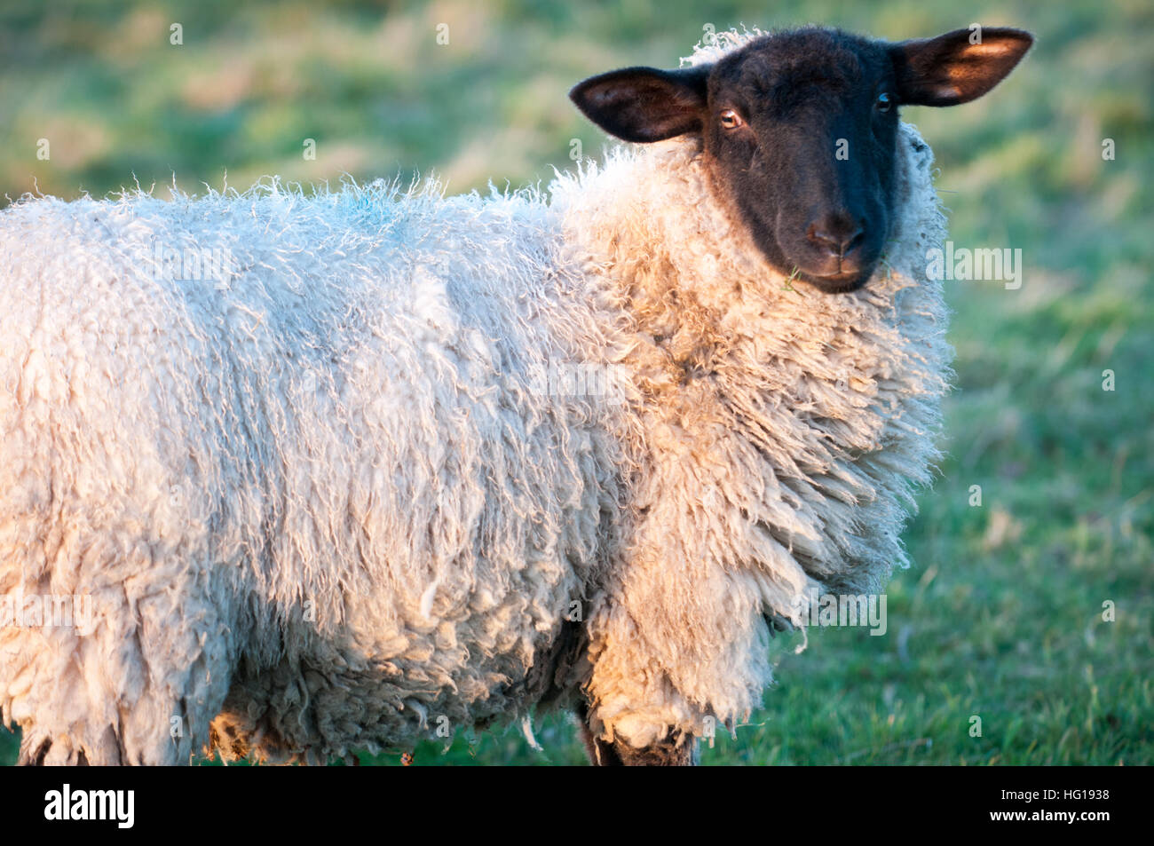 Sheep eating close up hi-res stock photography and images - Alamy