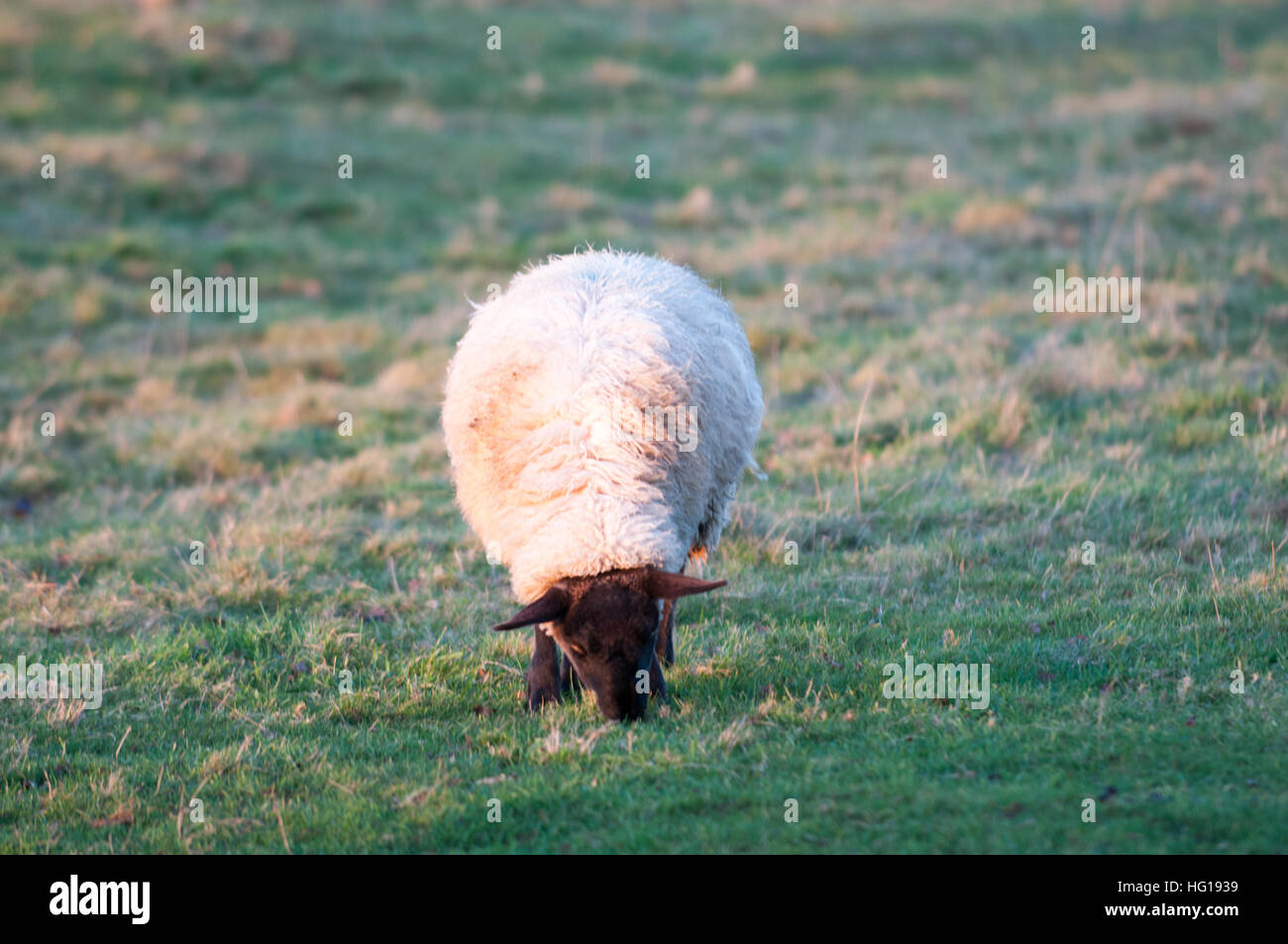 Sheep eating close up hi-res stock photography and images - Alamy