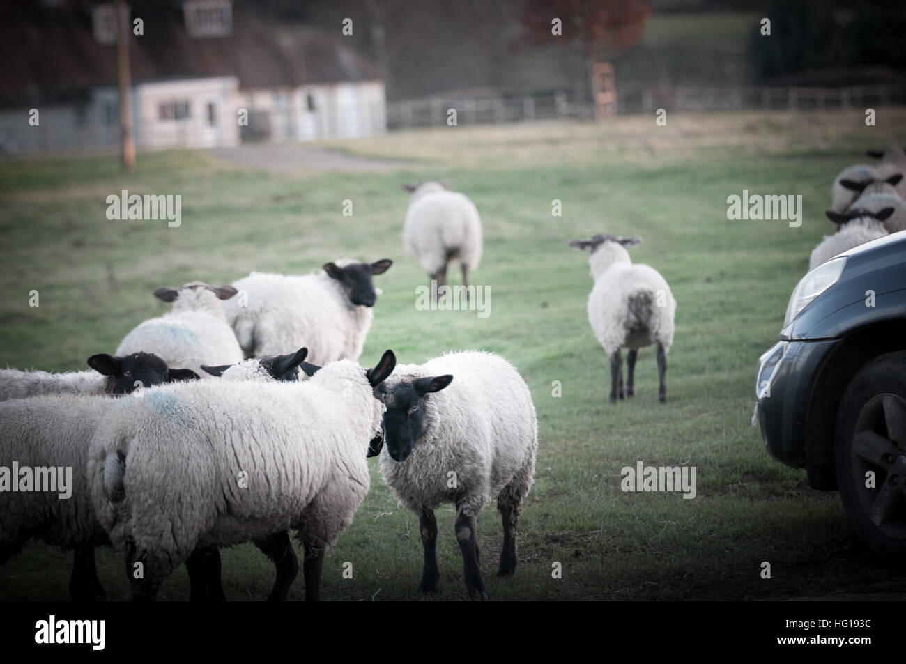 sheep fighting over territory in a farm of animals Stock Photo - Alamy