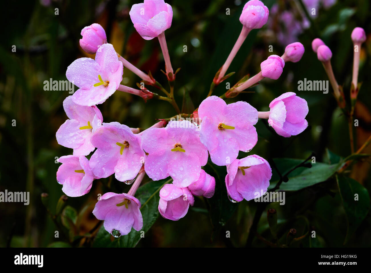 Luculia gratissima hi-res stock photography and images - Alamy