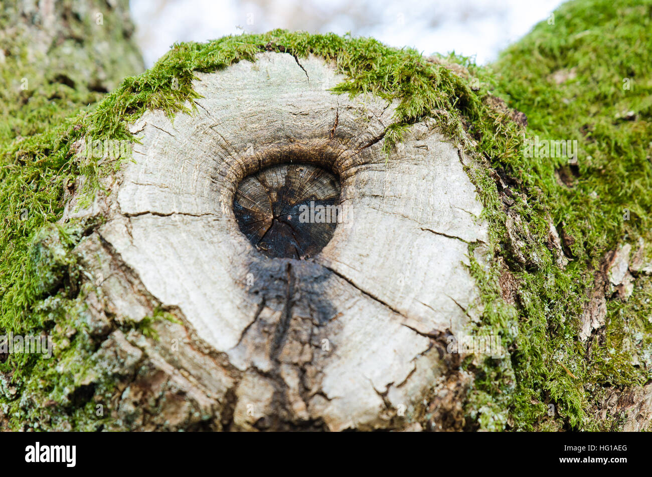 Tree stump with moss hi-res stock photography and images - Alamy