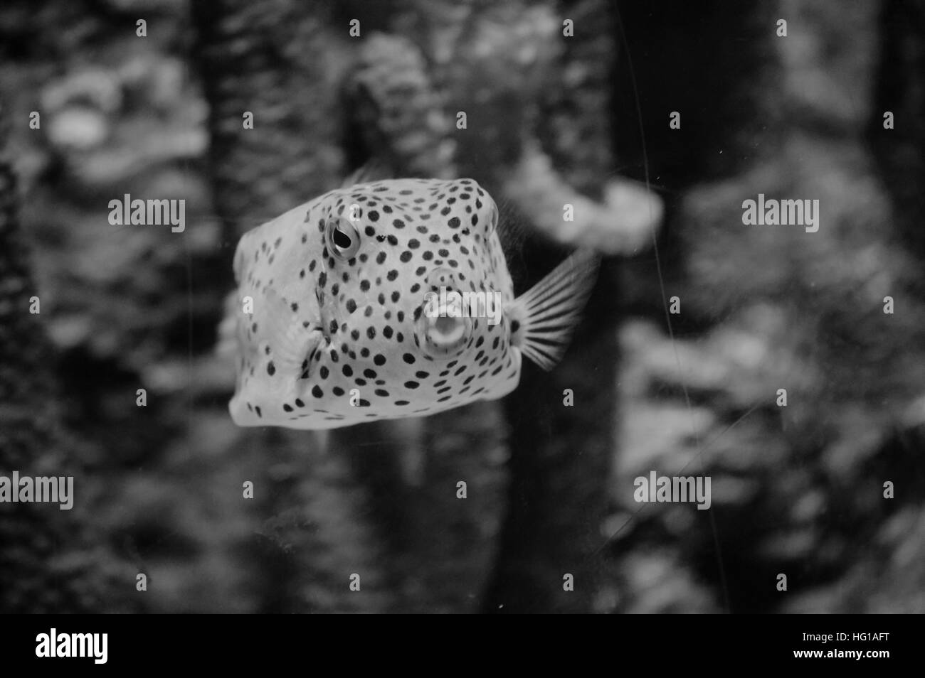 Black fish spots Black and White Stock Photos & Images - Alamy