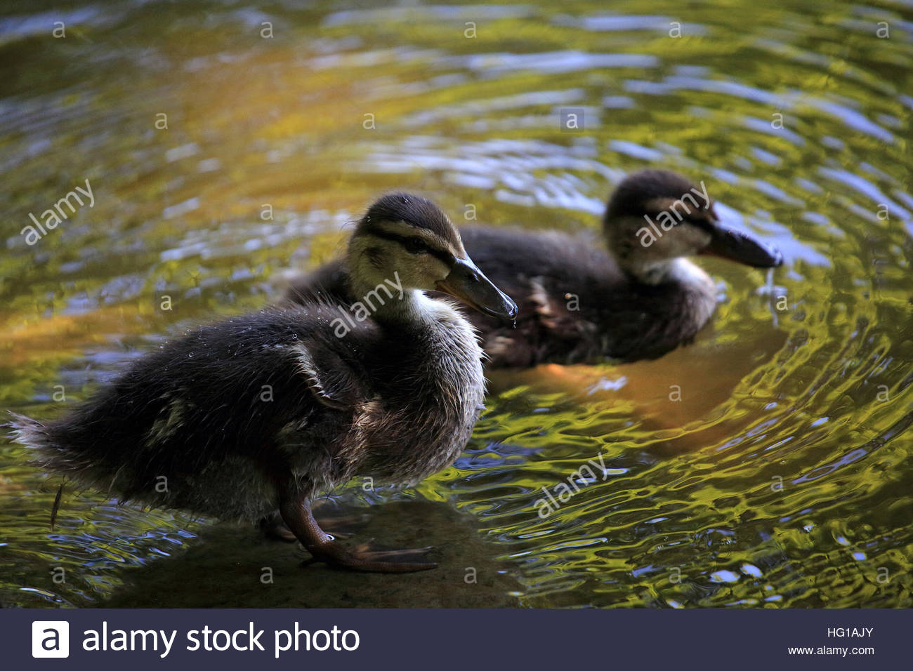 Two ducklings in green light on a pond in germany as summer reaches its ...