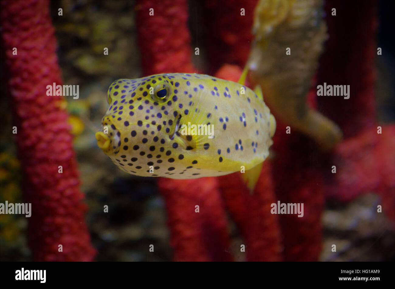 Fish kiss hi-res stock photography and images - Alamy